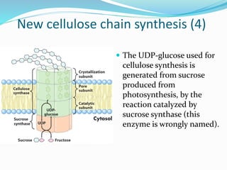 biosynthesis of polysaccharides | PPTX