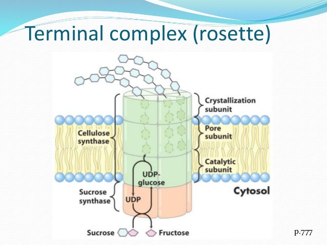 biosynthesis of polysaccharides