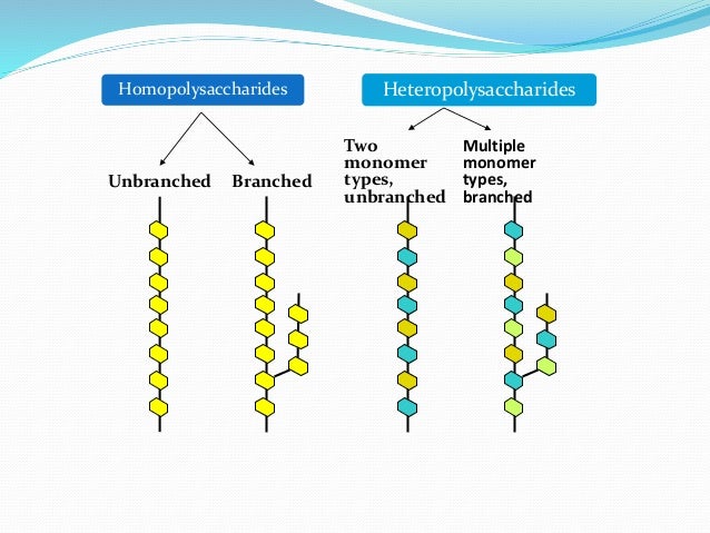 biosynthesis of polysaccharides