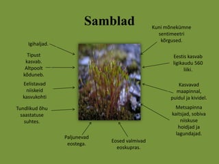 Samblad ja samblikud22222 | PPTX