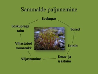 Samblad ja samblikud22222 | PPTX