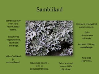 Samblad ja samblikud22222 | PPTX