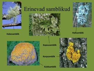 Samblad ja samblikud22222 | PPTX