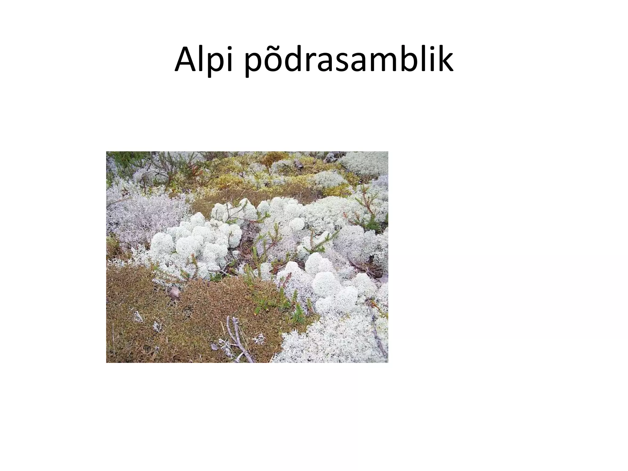 Samblikud | PDF