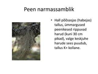 Samblikud | PDF