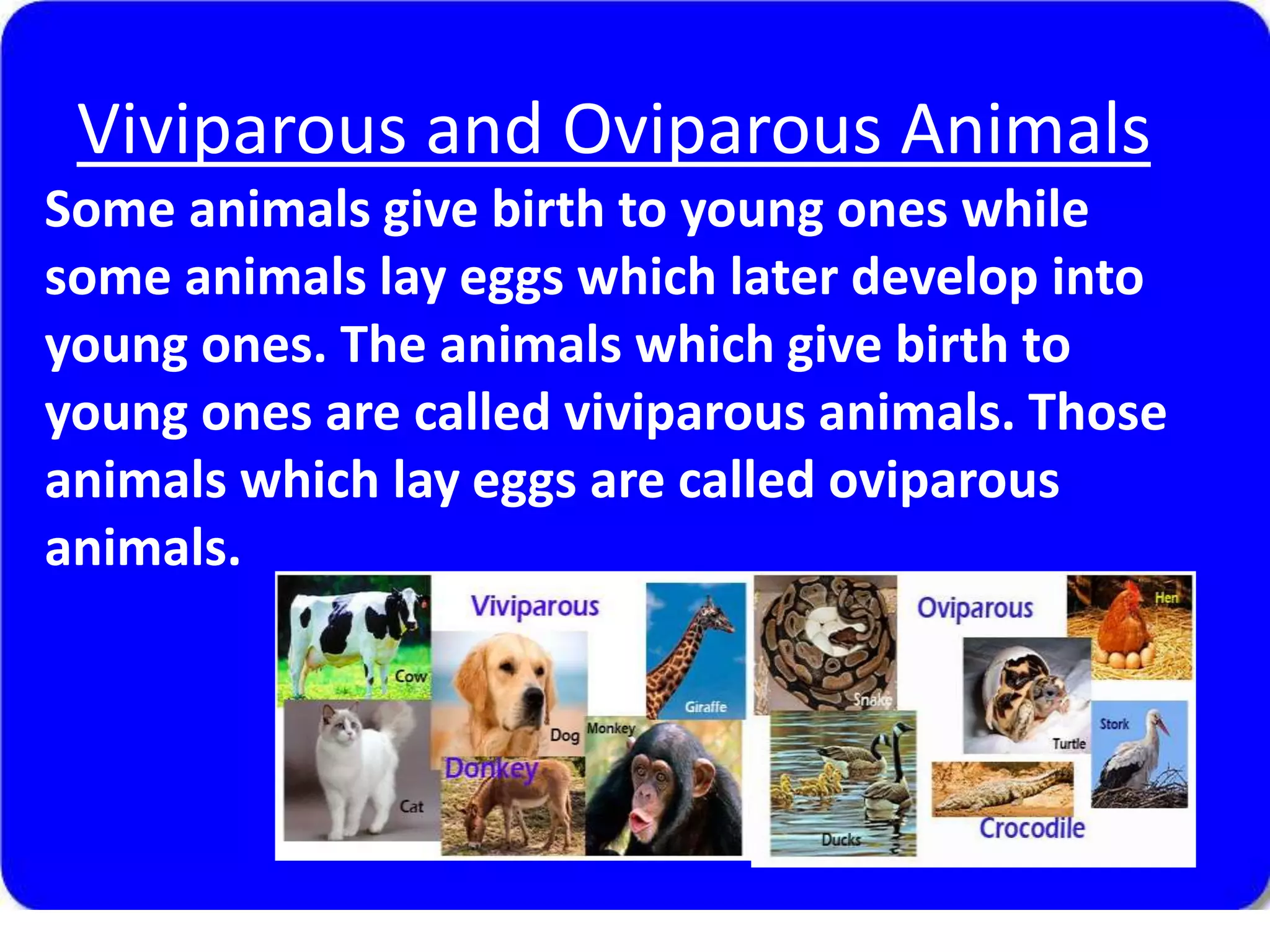 reproduction in animals class 8 | PPTX