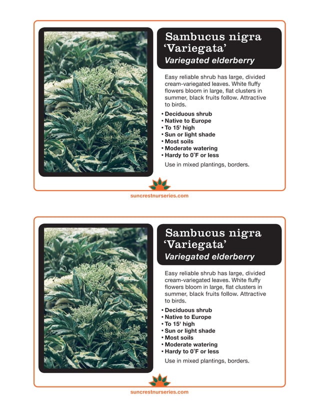 Sambucus nigra 'variegata' label | PDF