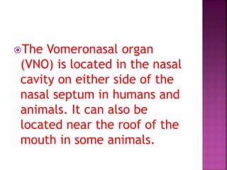 vomeronasal organ vestigeal part of boy | PPTX