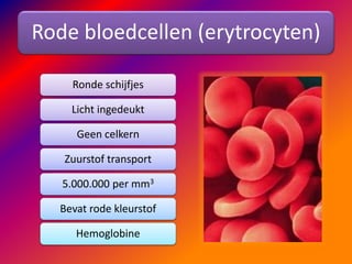 Samenstelling bloed | PPTX