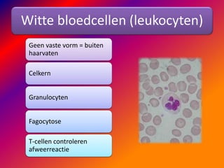 Samenstelling bloed | PPTX