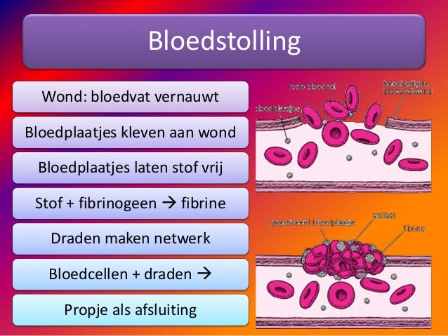 Samenstelling bloed