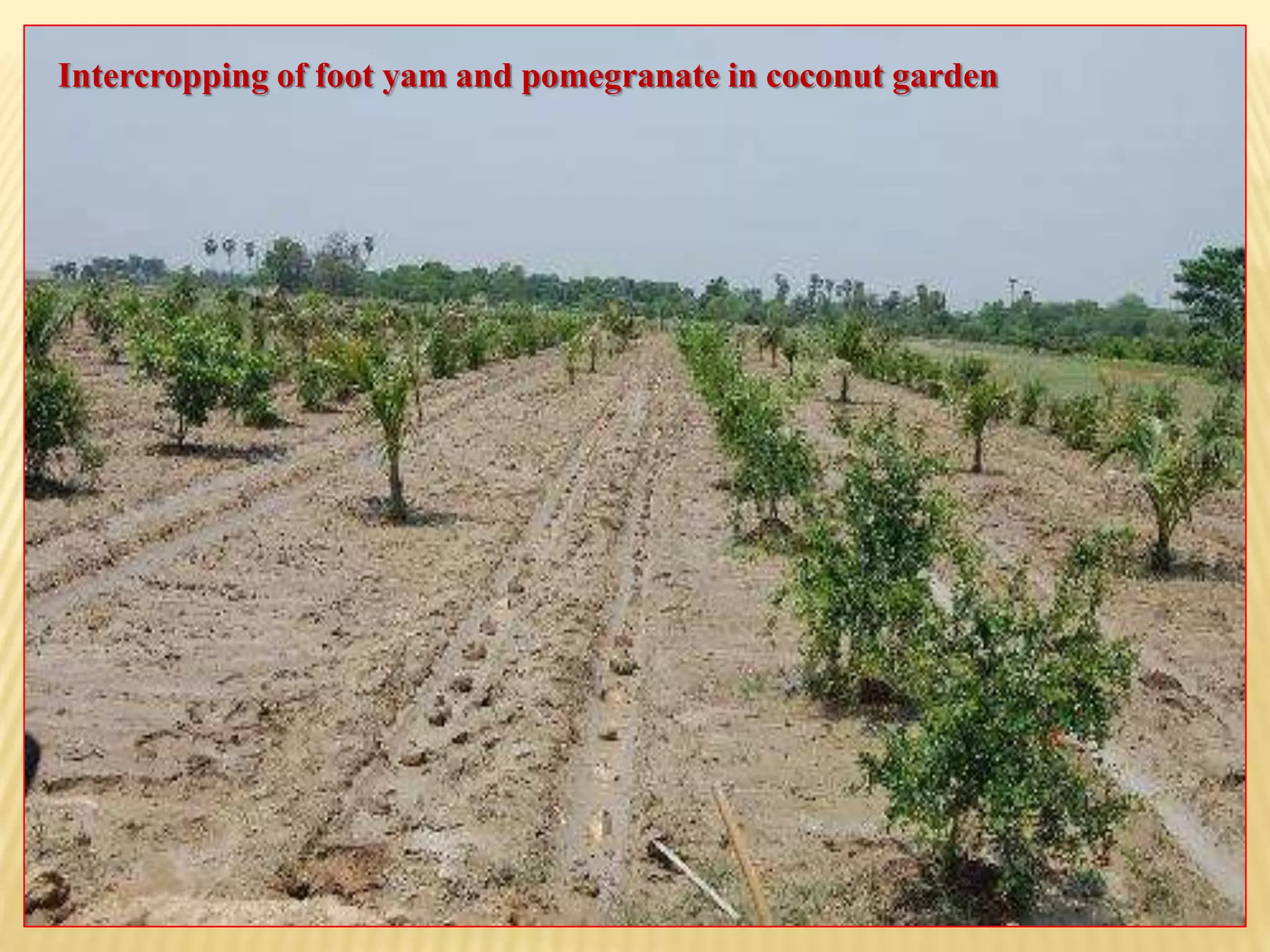 Intercropping in fruit crops | PPT