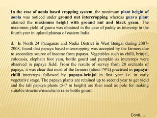 Intercropping in fruit crops | PPTX