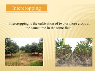 Intercropping in fruit crops | PPTX