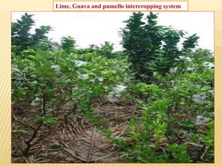 Intercropping in fruit crops | PPTX