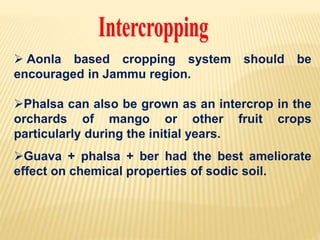 Intercropping in fruit crops | PPTX