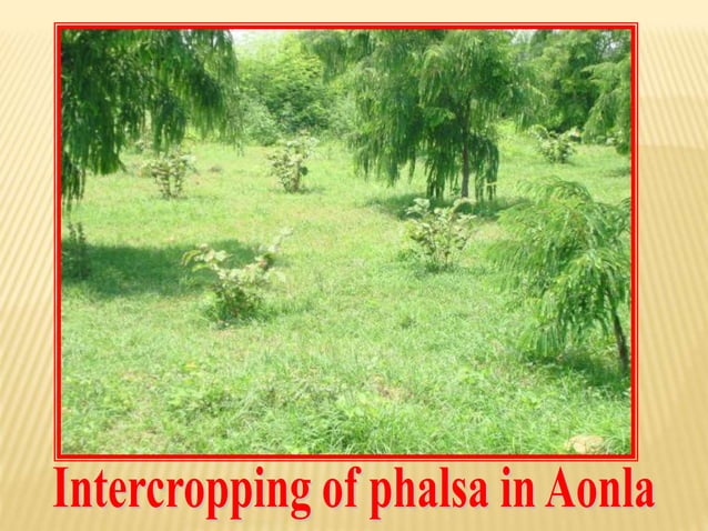 Intercropping in fruit crops | PPTX | Agriculture | Industries