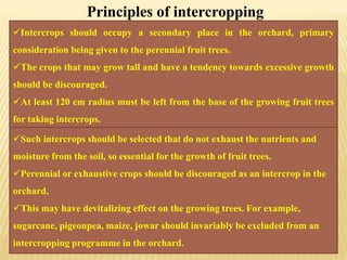Intercropping in fruit crops | PPTX
