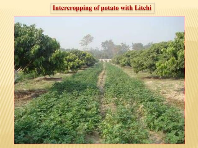 Intercropping in fruit crops