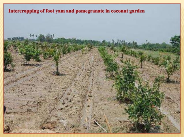 Intercropping in fruit crops
