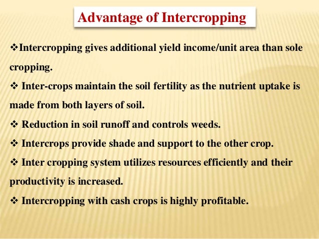 Intercropping in fruit crops