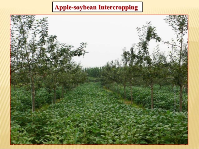 Intercropping in fruit crops