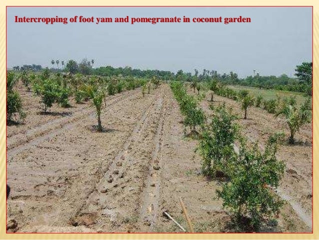 Intercropping in fruit crops