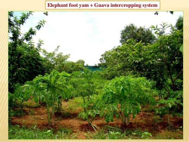 Intercropping in fruit crops