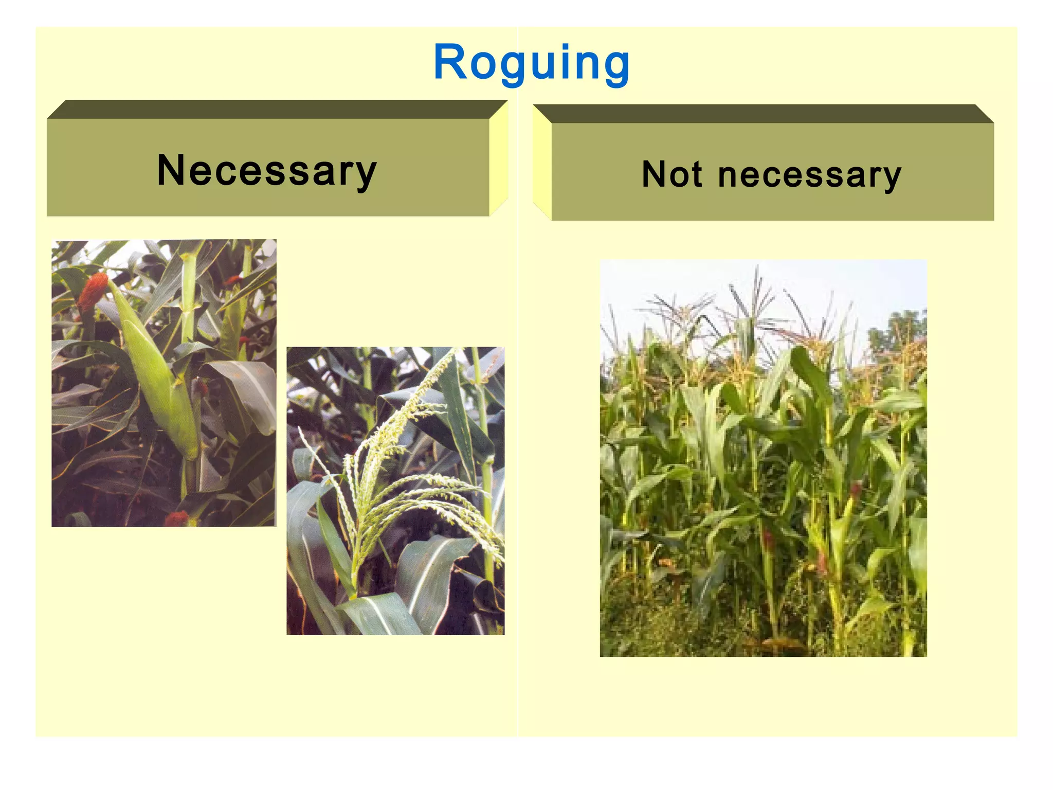 Sameti training ppt | PPT