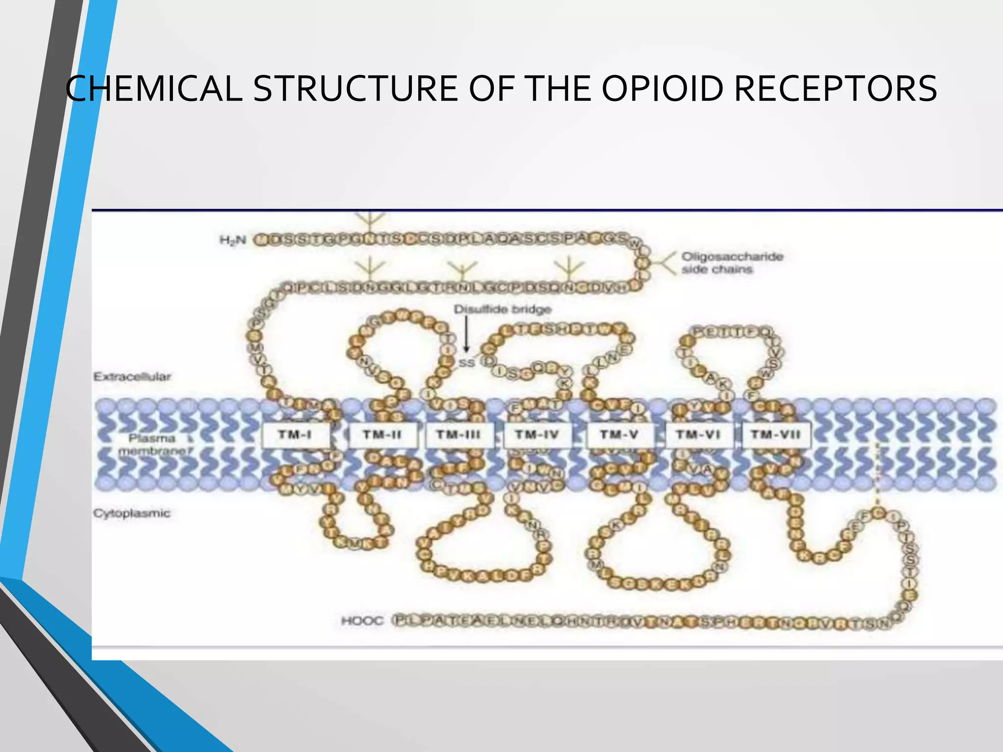 A REVIEW ON OPIOID RECEPTORS | PPTX