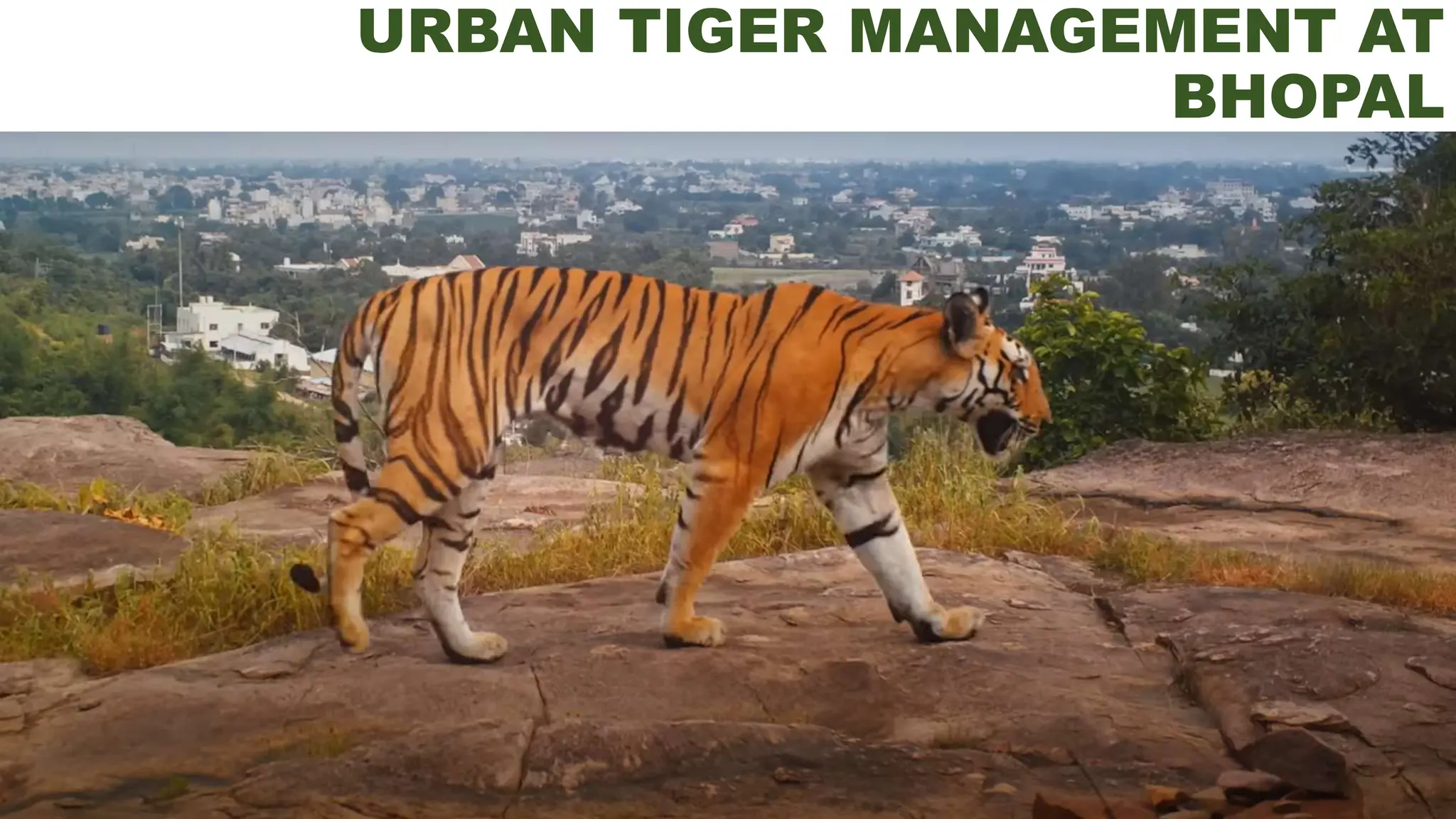 urban tiger of bhopal,madhya pradesh.pptx