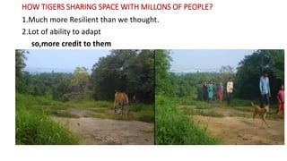 urban tiger of bhopal,madhya pradesh.pptx