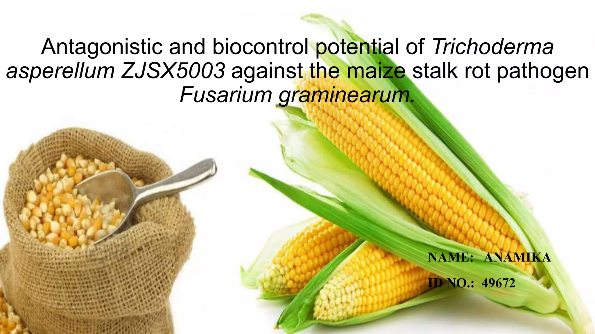 Antagonistic And Biocontrol Potential Of Trichoderma Asperellum Zjsx5003 Against The Maize Stalk