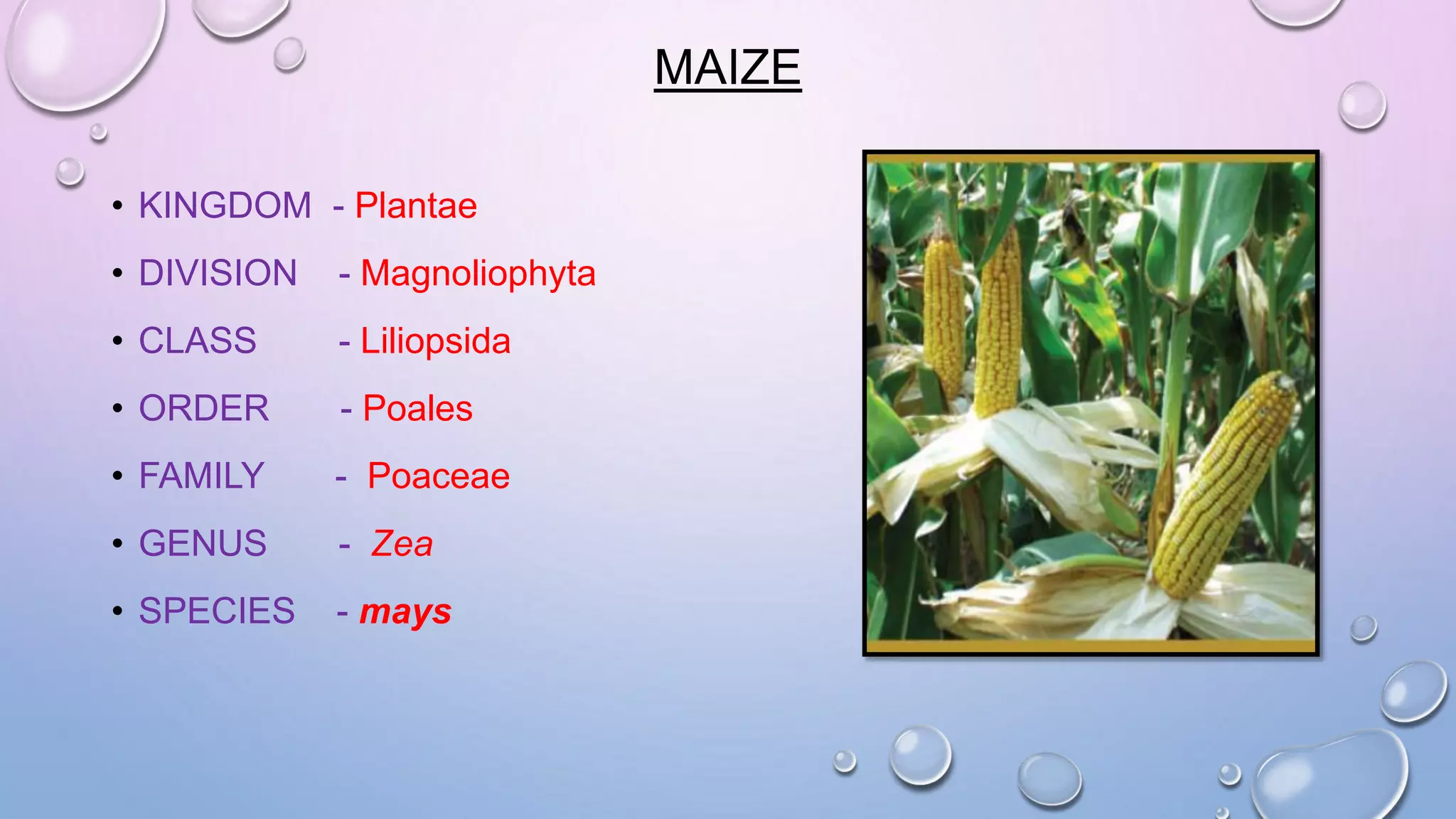 Antagonistic and biocontrol potential of Trichoderma asperellum ...