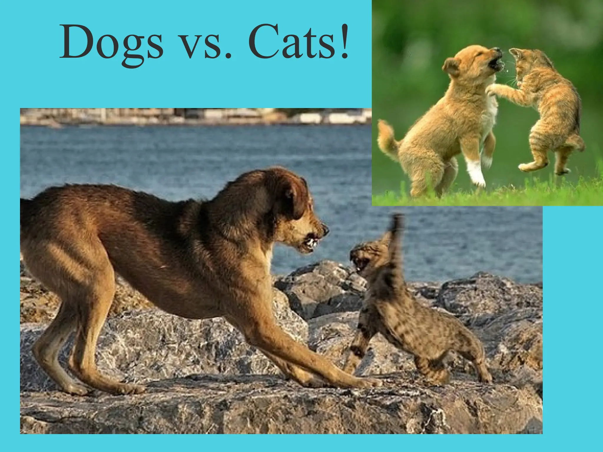 Small Animal Management Industry Notes.pptx | Free Download