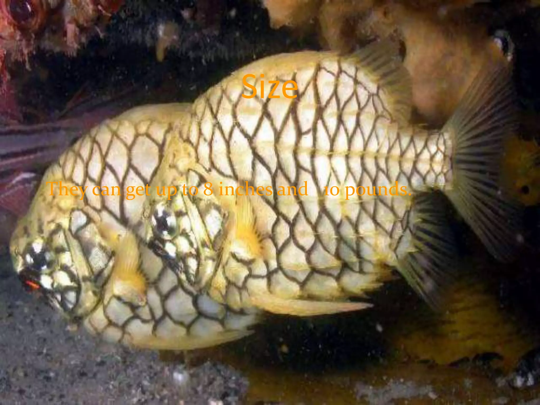 Sami Pineapple Fish | PPT