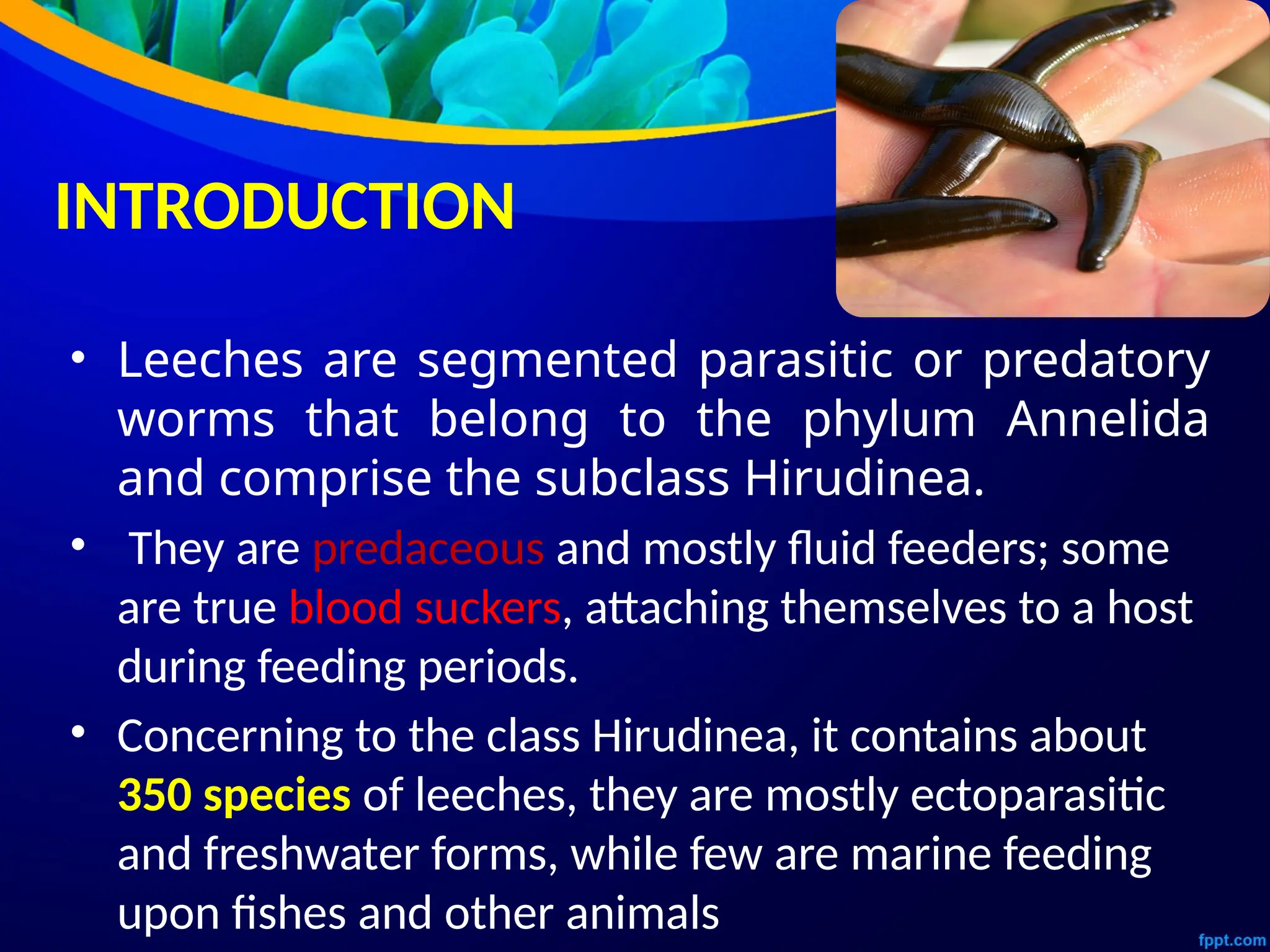 Leeches fauna in Kurdistan and Iraq.pptx
