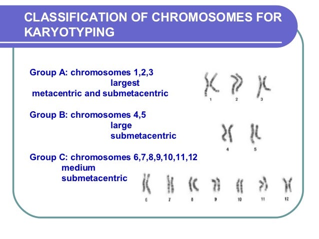 karyotype by S@M