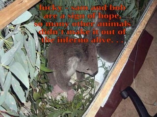 Sam Koalas Fire Story | PPT