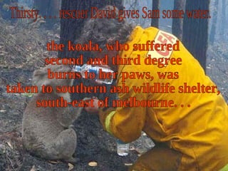 Sam Koalas Fire Story | PPT