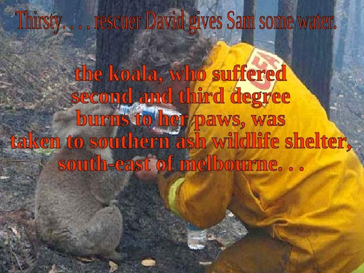 Sam Koalas Fire Story