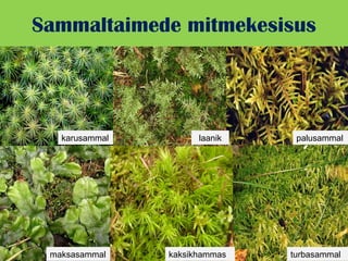Sammaltaimed | PPT