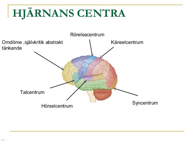 Sammanfattning nervsystem gzl