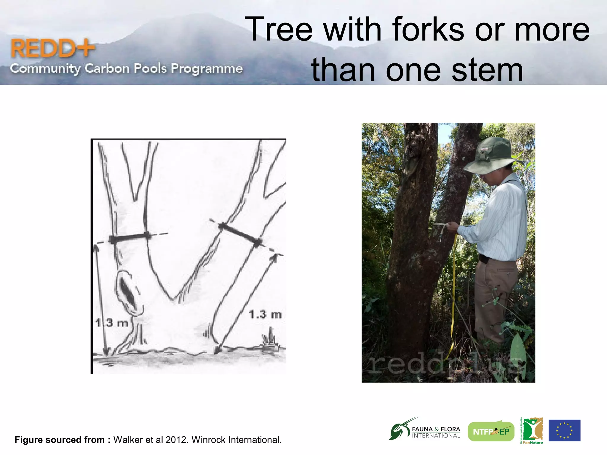Measuring Forest Carbon Stock | PPT