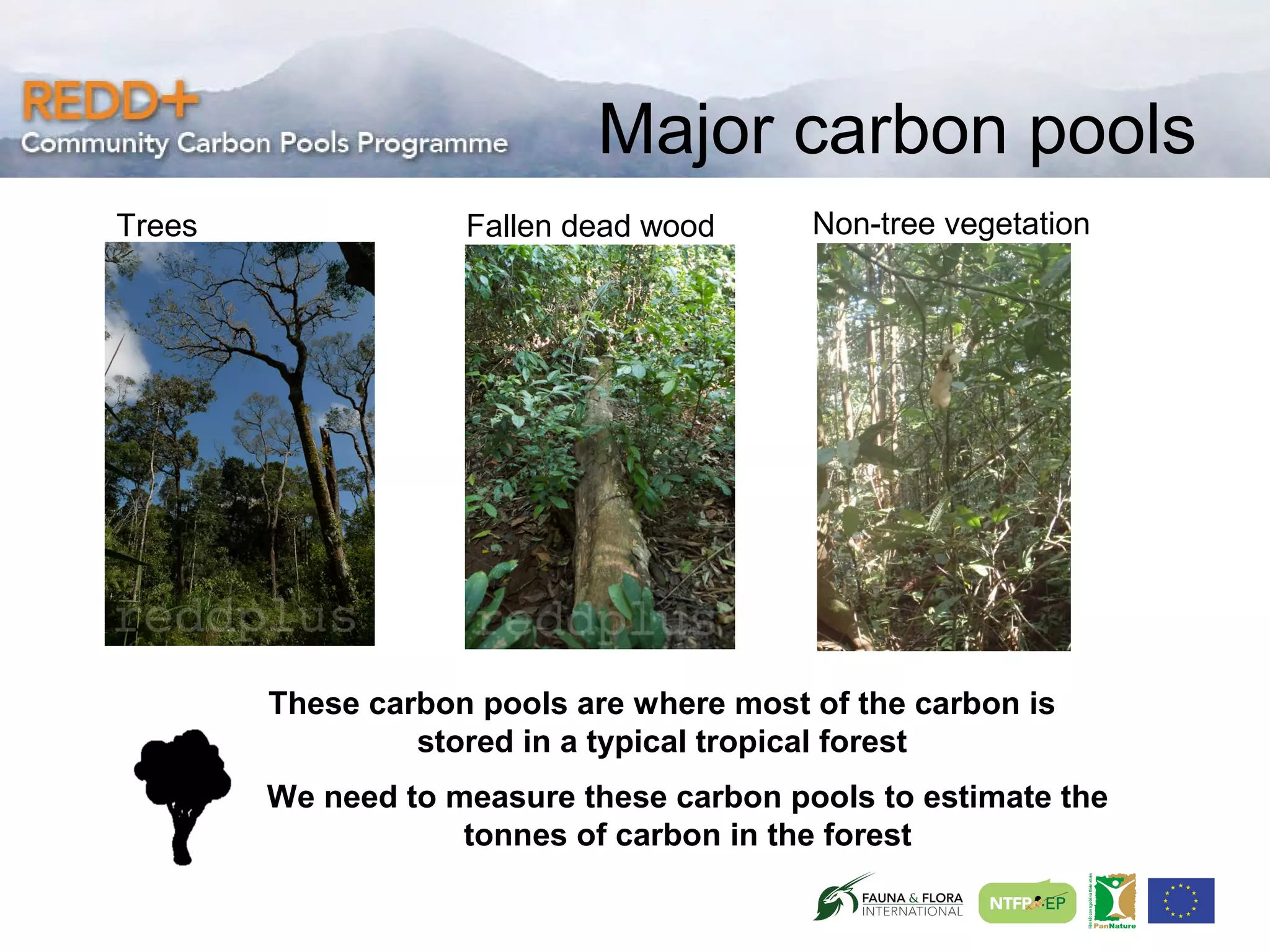 Measuring Forest Carbon Stock | PPT