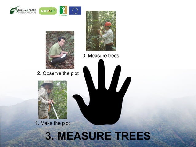 Measuring Forest Carbon Stock | PPT