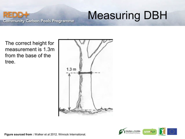 Measuring Forest Carbon Stock | PPT