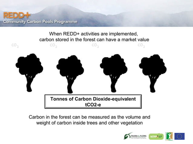 Measuring Forest Carbon Stock | PPT