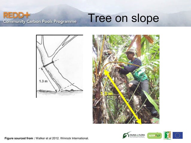 Measuring Forest Carbon Stock | PPT