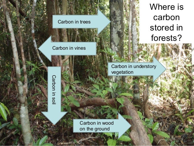 Measuring Forest Carbon Stock